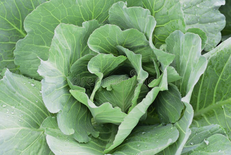 Fresh Green Cabbage in Garden Stock Photo - Image of freshness, full ...