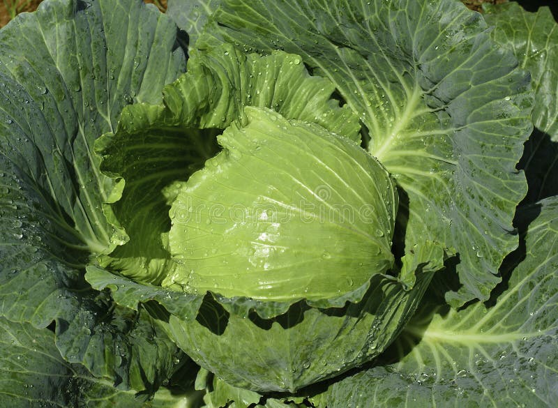 Fresh green cabbage stock photo. Image of fresh, eating - 36191092