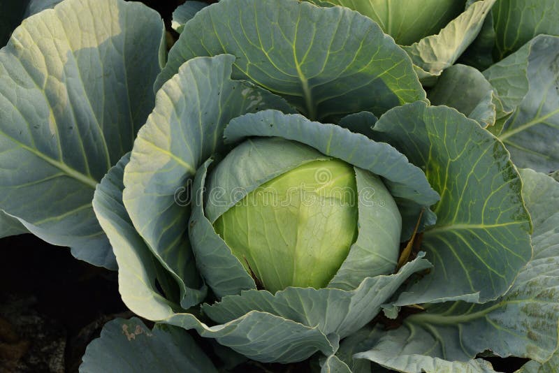Fresh Green Cabbage stock image. Image of angle, healthy - 86535283