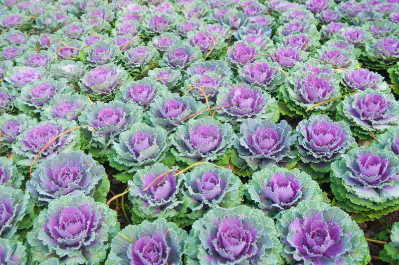 Fresh green cabbage stock image. Image of garden, cultivated - 36430449