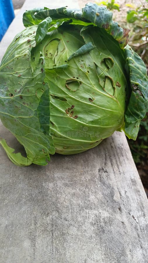 Fresh Green Cabbage, Typical of Indonesian Farmers Stock Image - Image ...