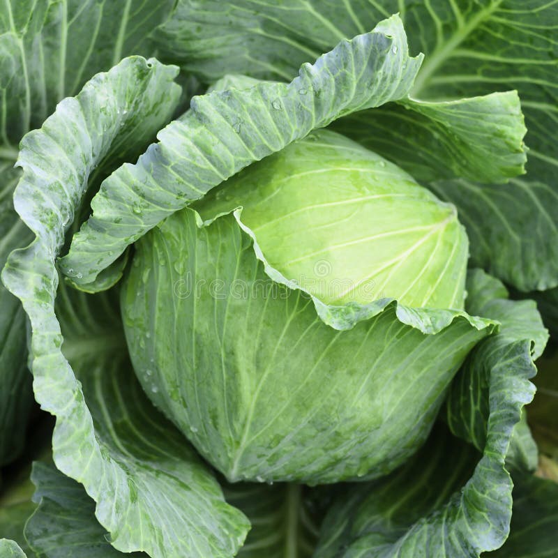 Fresh Green Cabbage in Garden Stock Photo - Image of freshness, full ...