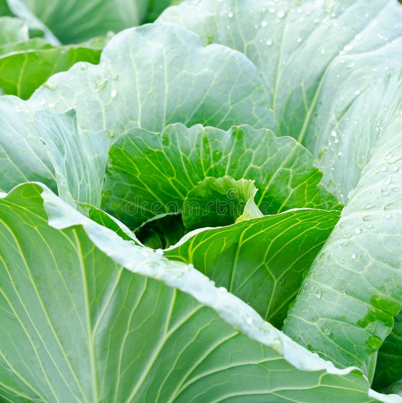 Fresh Green Cabbage in Garden Stock Photo - Image of freshness, full ...