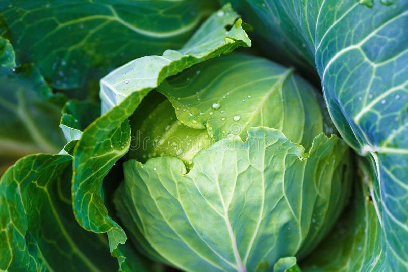 Fresh green cabbage stock photo. Image of farming, culinary - 64275176