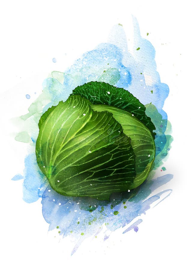 Fresh Green Cabbage Vegetable Sketch Stock Illustration - Illustration ...