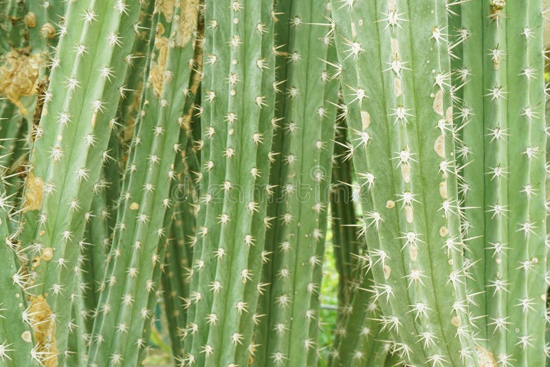 Fresh green cactus stock image. Image of plant, nature - 101145343