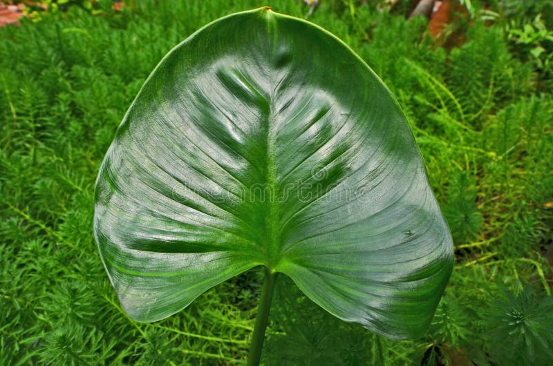 Fresh green caladium leaf stock photo. Image of skin - 99081734
