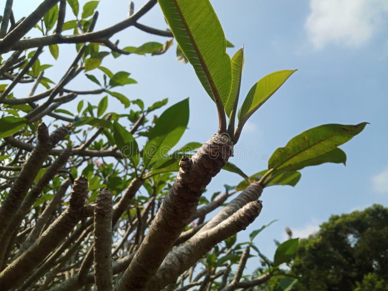 Fresh green Cambodian tree stock photo. Image of fresh - 317599214