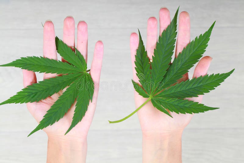 Fresh Green Cannabis Leaves Female Hand Stock Image - Image of female ...