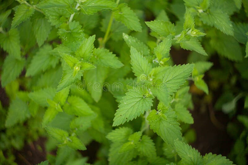 Fresh Green Catnip in Ground in Village Stock Image - Image of place ...