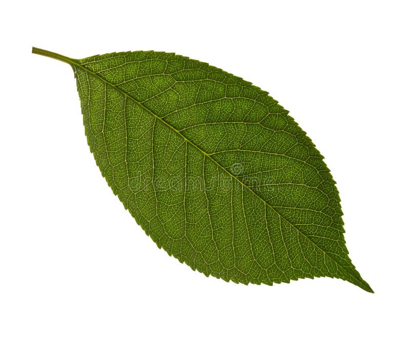 Fresh Green Cherry Leaf Isolated on White Background Stock Image ...