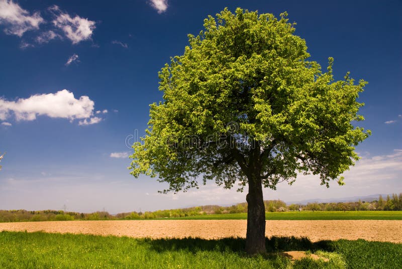 Fresh Green Cherry Tree in Spring Stock Photo - Image of field, cherry ...