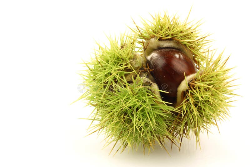 Green chestnut leaf stock image. Image of isolated, background - 33877723