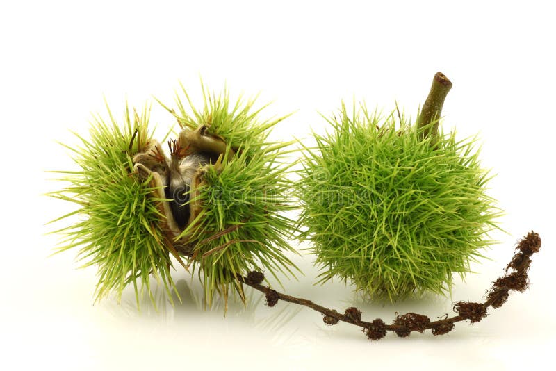 Fresh green chestnuts stock image. Image of thorns, autumn - 16308223