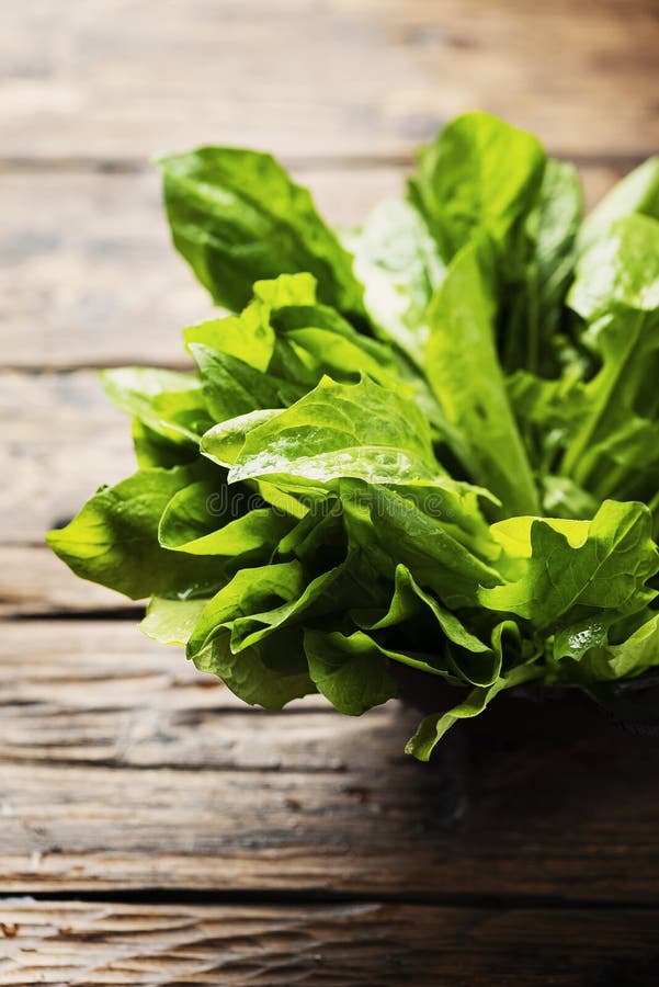 Green chicory plants. stock image. Image of ecological - 45498127