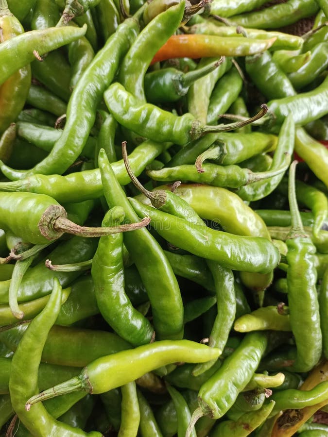 Fresh Green Chilli India Jhunjhunu Stock Photo - Image of jhunj, fresh ...