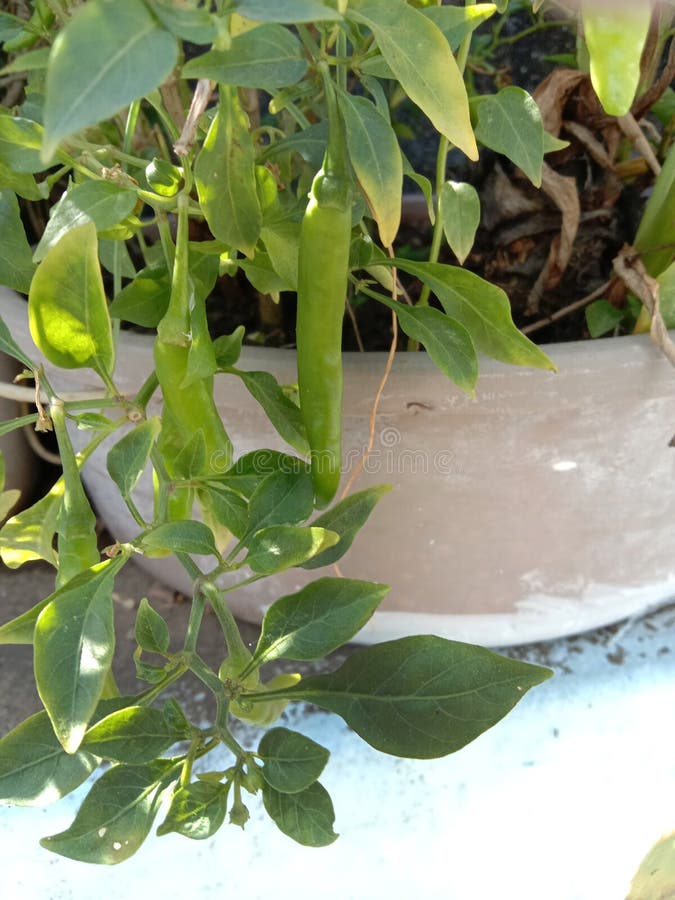 Fresh green chilli in pot stock photo. Image of field - 263596070