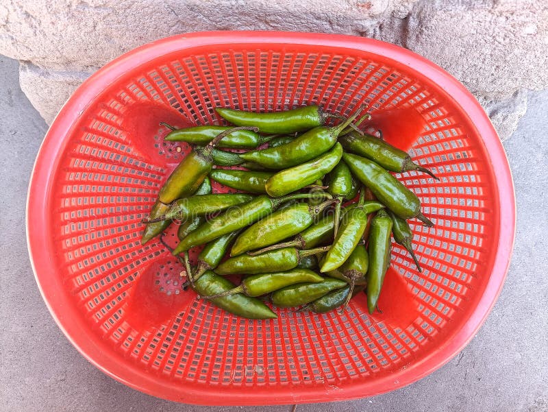 Fresh Green Chilli& X27;s in a Red Basket in the Ground Stock Photo ...