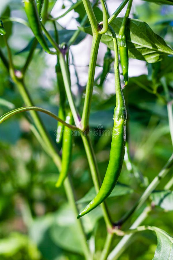 Fresh green chilli on tree stock photo. Image of fiery - 76491192