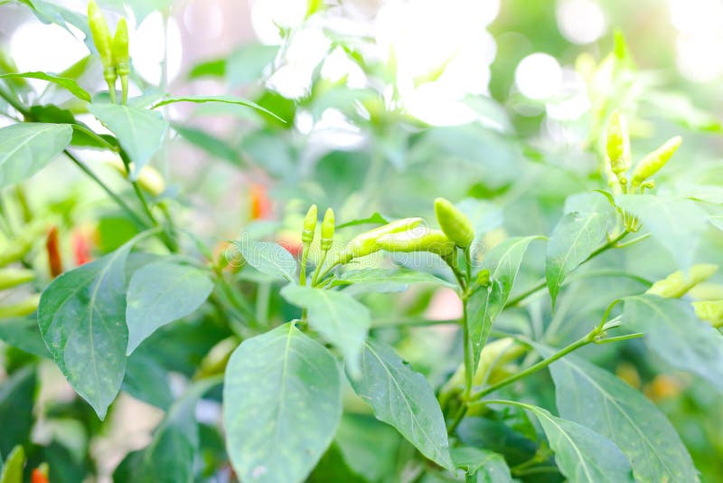 Fresh Green Chilli on Tree in the Garden Stock Photo - Image of ...