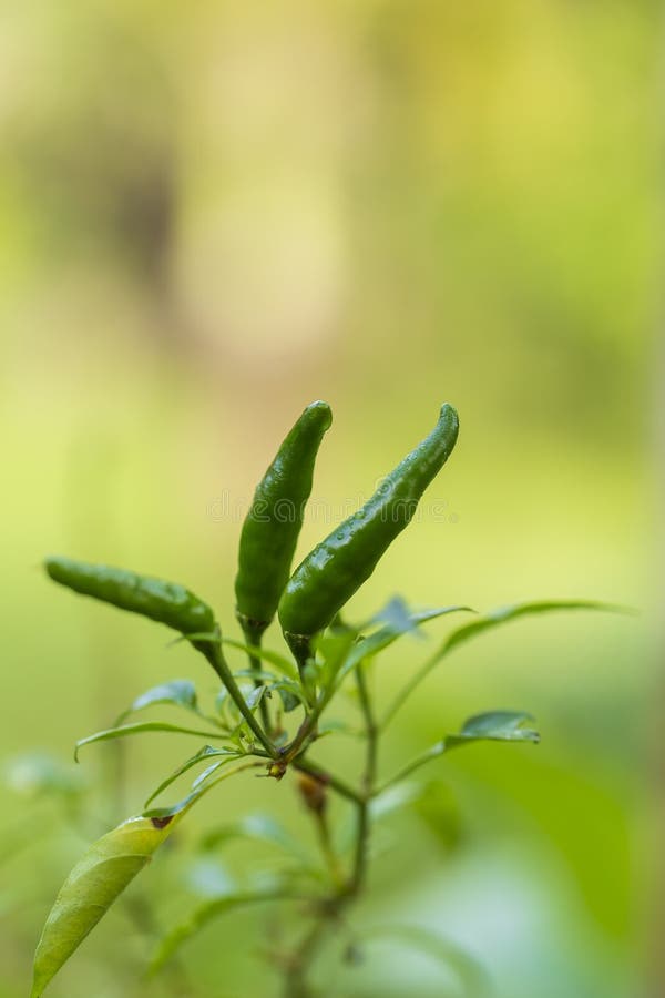 Fresh green chilli on tree stock image. Image of kitchen - 147795863