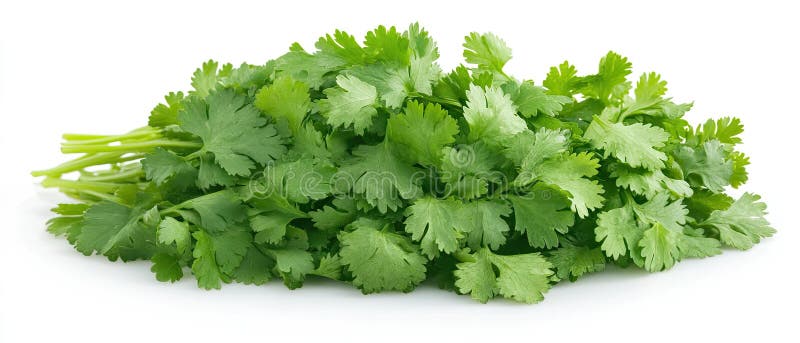 Fresh Green Cilantro Leaves Isolated on White Background Stock ...