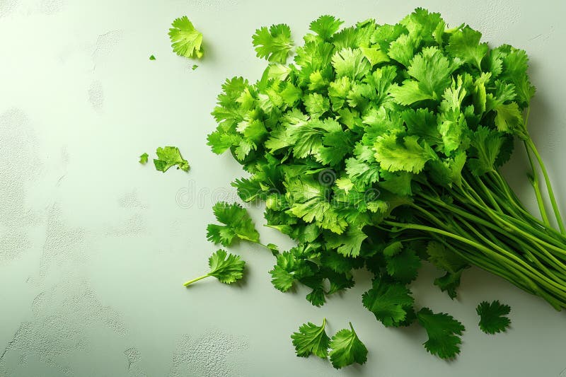 Fresh Green Cilantro Leaves on Light Background Stock Illustration ...