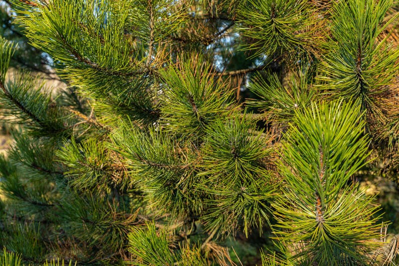 Fresh Green Close-up of Pine Tree Stock Image - Image of branch, lump ...