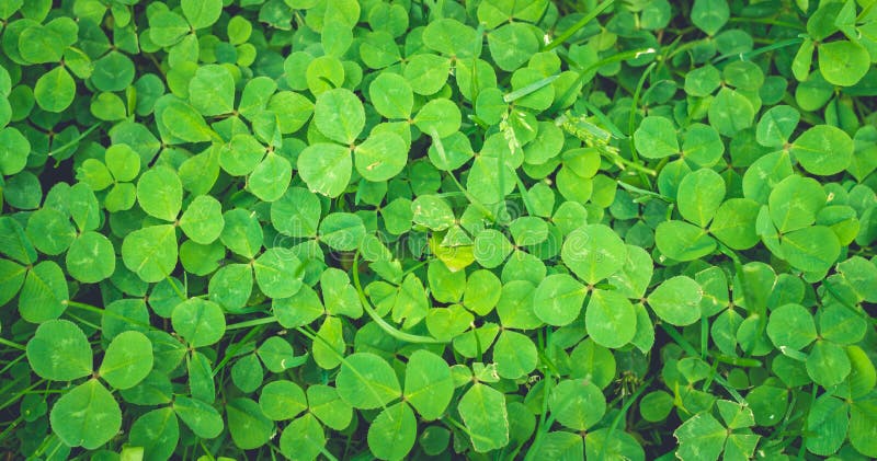 Fresh green clover stock photo. Image of garden, ireland - 71968304