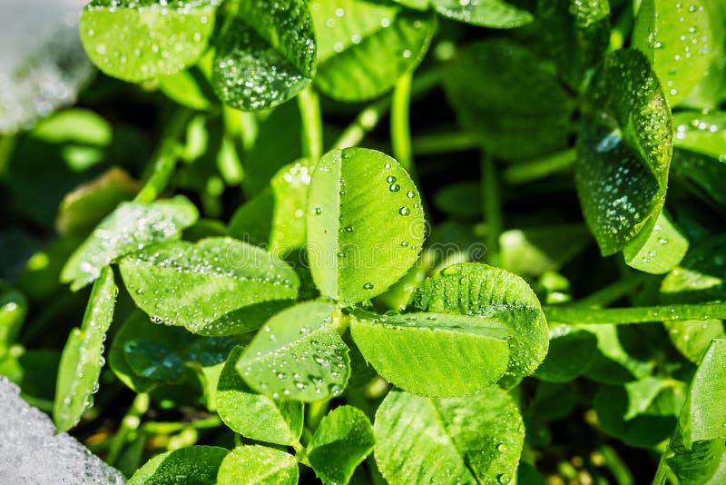 Fresh Clover Sprouts Under the Snow Stock Photo - Image of macro, lawn ...