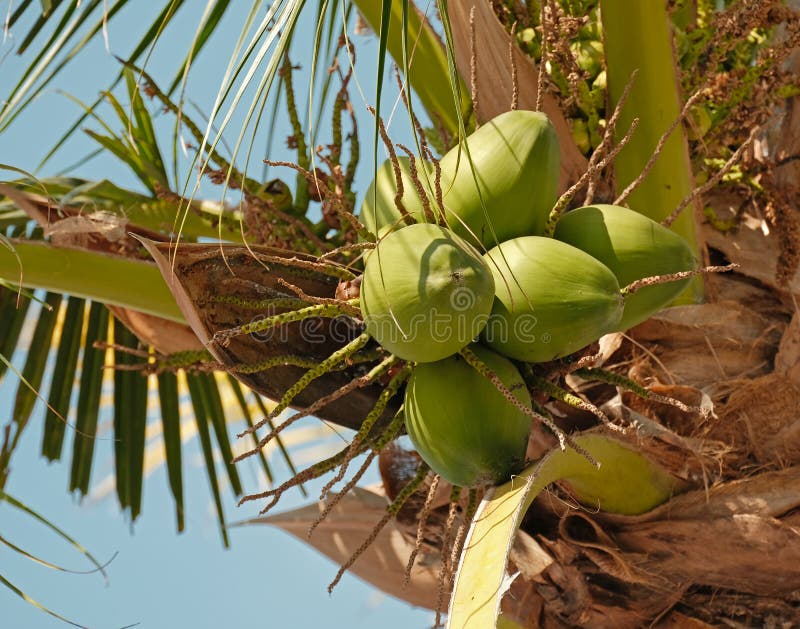 Fresh green coconat stock image. Image of tropical, trip - 238588397