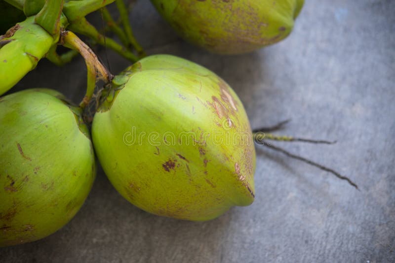 Fresh green coconuts stock image. Image of garden, fruit - 97953515