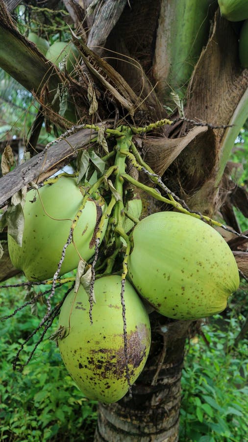 Fresh green coconuts. stock image. Image of tree, branch - 269791487