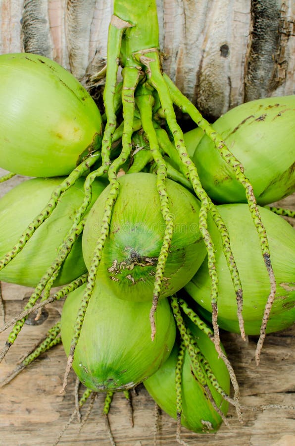 Fresh green coconuts stock photo. Image of climate, eating - 31793930