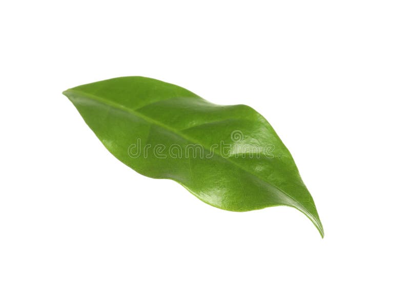 Fresh Green Coffee Leaf Isolated on Stock Photo - Image of ecology ...