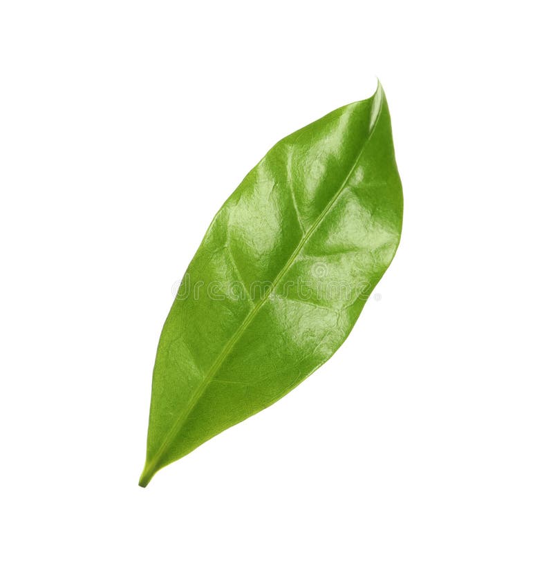 Fresh Green Coffee Leaf Isolated Stock Photo - Image of antioxidant ...
