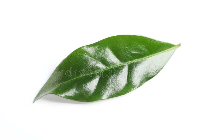 Fresh Green Coffee Leaf Isolated Stock Image - Image of antioxidant ...