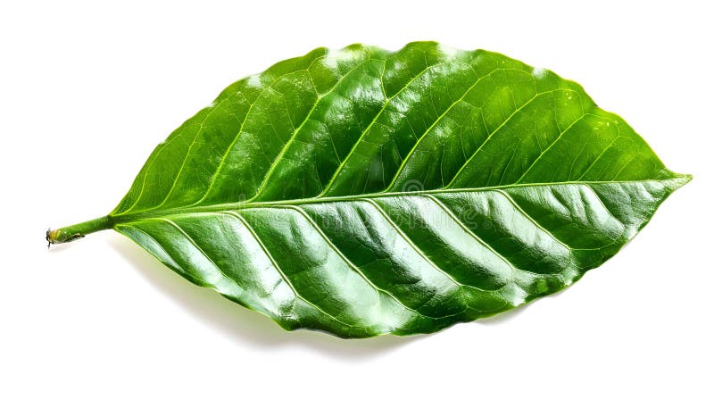 Fresh Green Coffee Leaf Isolated on White Stock Photo - Image of plant ...