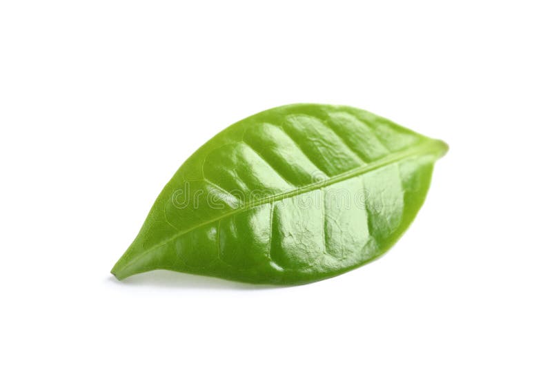 Fresh Green Coffee Leaf with Water Drops Isolated Stock Image - Image ...