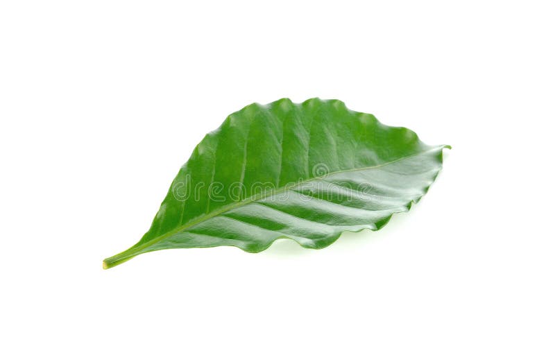 Fresh Green Coffee Leaves Isolated on White Stock Image - Image of ...