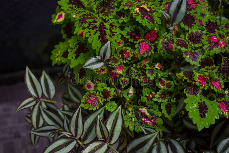 Fresh Green Coleus in the Garden Stock Image - Image of landscaping ...