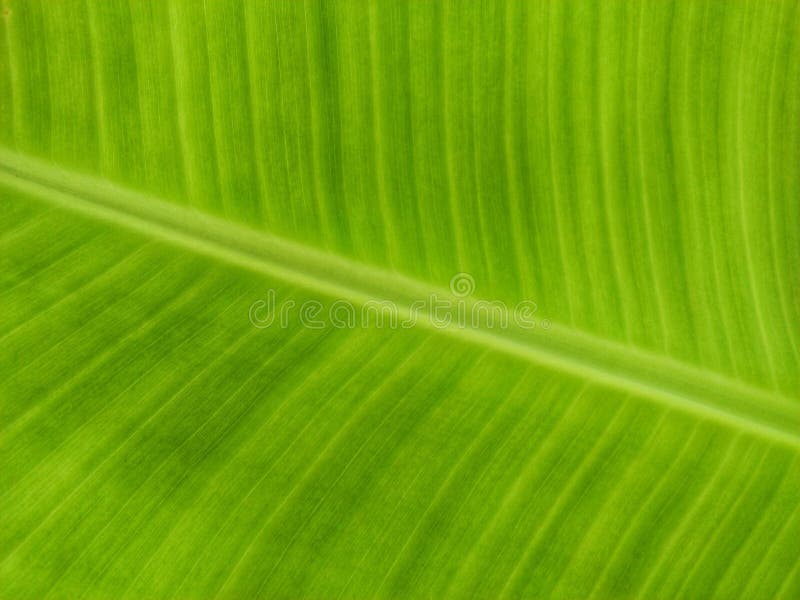 Fresh Green Color Banana Leaf Texture Stock Image - Image of fresh ...