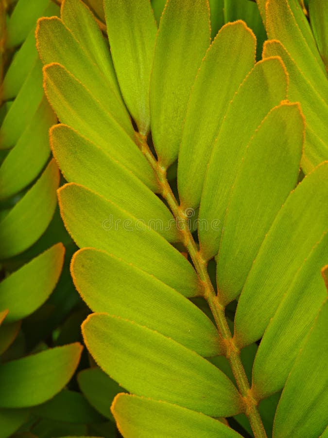 Fresh Green Color Leaves Close Up Background Stock Image - Image of ...