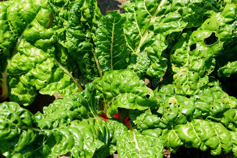 Fresh Green Color of Swiss Chard Peppermint Stock Image - Image of ...