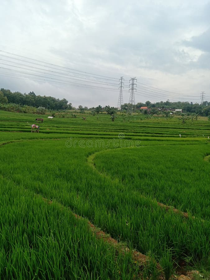 Fresh Green Colored Leaves Grow in the Rice Fields Stock Photo - Image ...