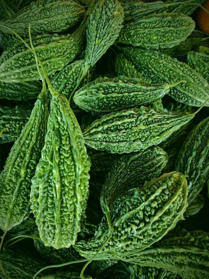 Fresh Green Colourd Bunch of Bitter Melon. Stock Image - Image of ...