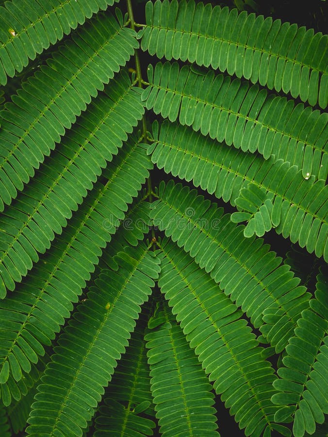Green Compound Leaf Background Stock Photo - Image of beautiful ... Green Compound Leaf Background Stock Photo - Image of beautiful ...