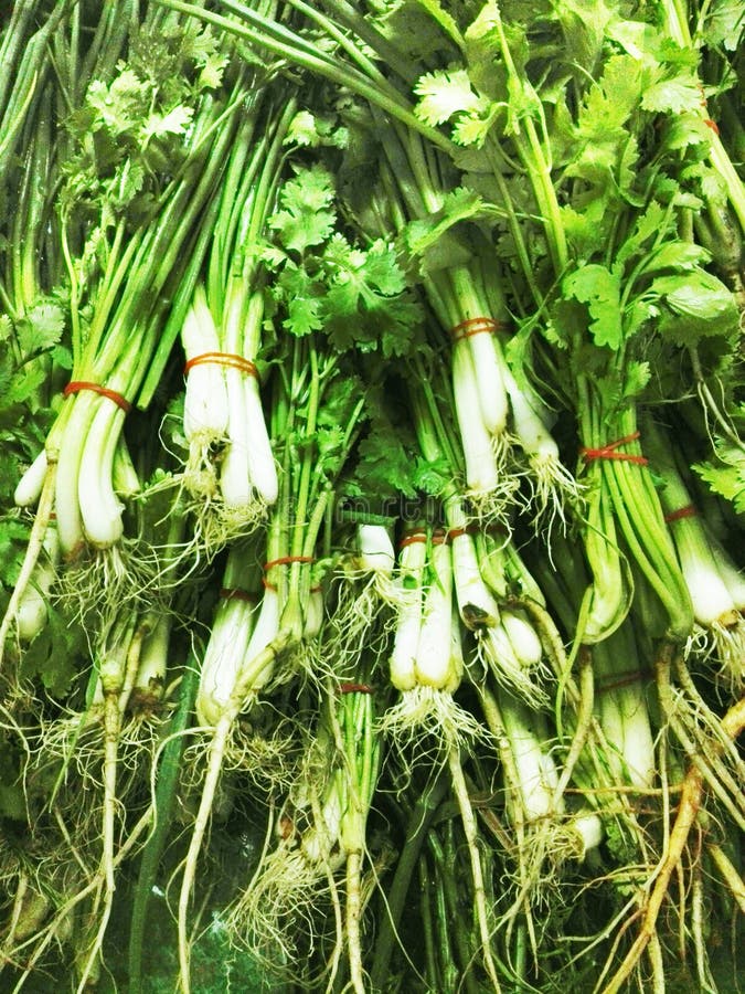 Fresh Spring Onion And Coriander. Stock Image - Image of business ...
