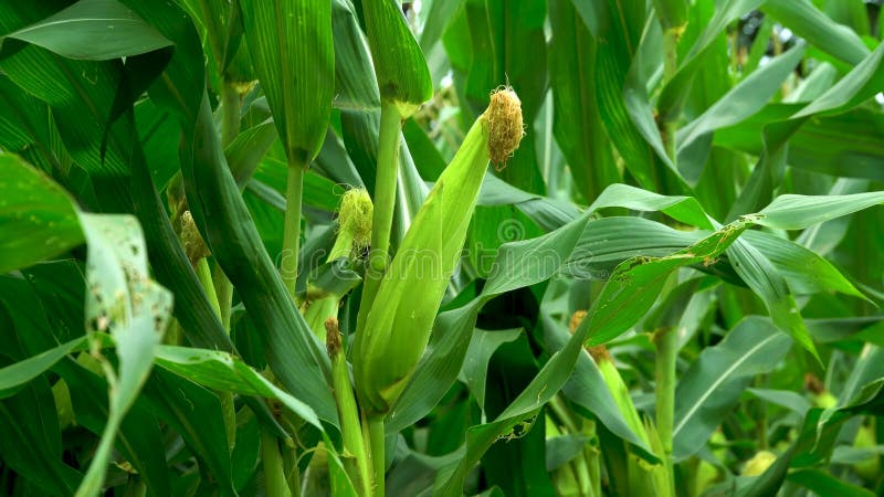 Fresh Green Corn Ears in Natural Light Stock Footage - Video of closeup ...