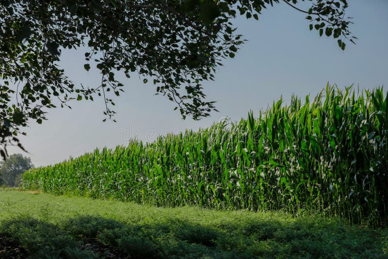 Green corn field india stock photo. Image of field, growth - 133210216